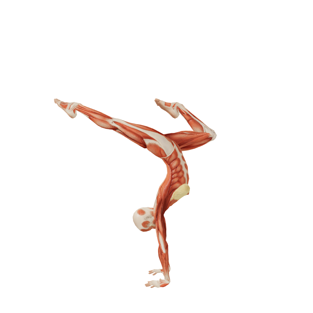 Pose 01GBVYK0C2SQ0W0ZPMZQXNEKY4, Female, Yoga, Hand standing ...